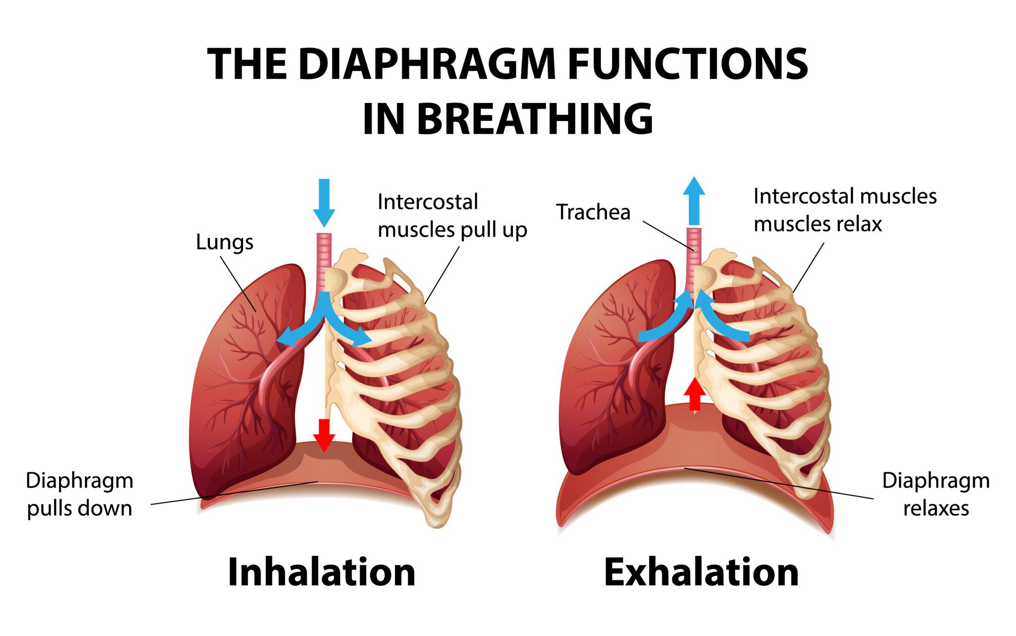 The Diaphragm: How It’s Dysfunction Can Affect You | Blackburn Allied ...